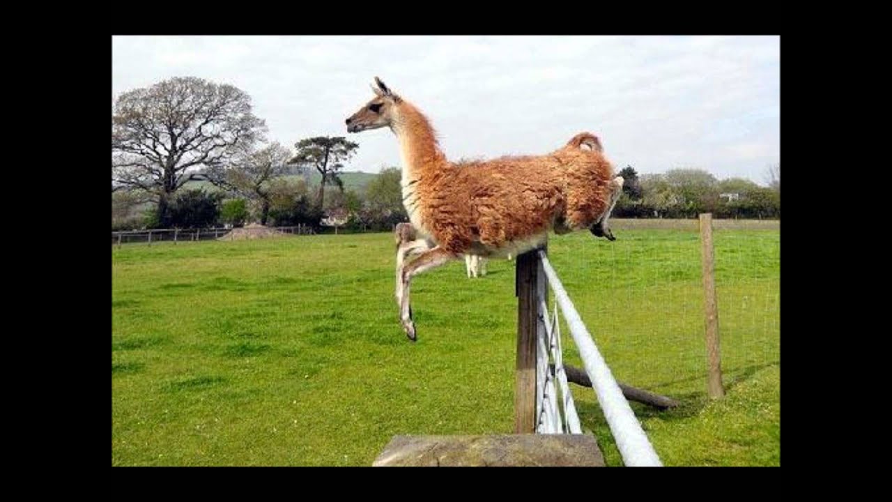 Flying Alpaca V - Wolfhunt8 - YouTube