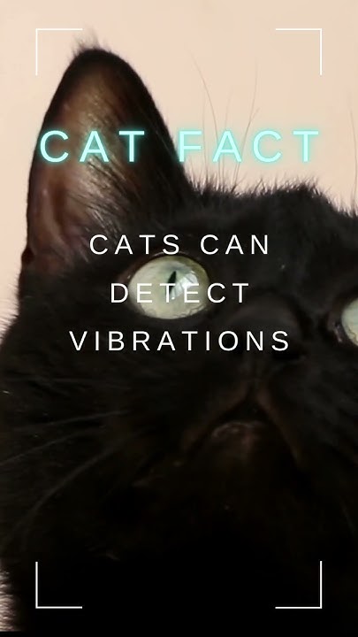 Random Cat Facts YOU Didn't KNOW!!! | Part 3 - YouTube