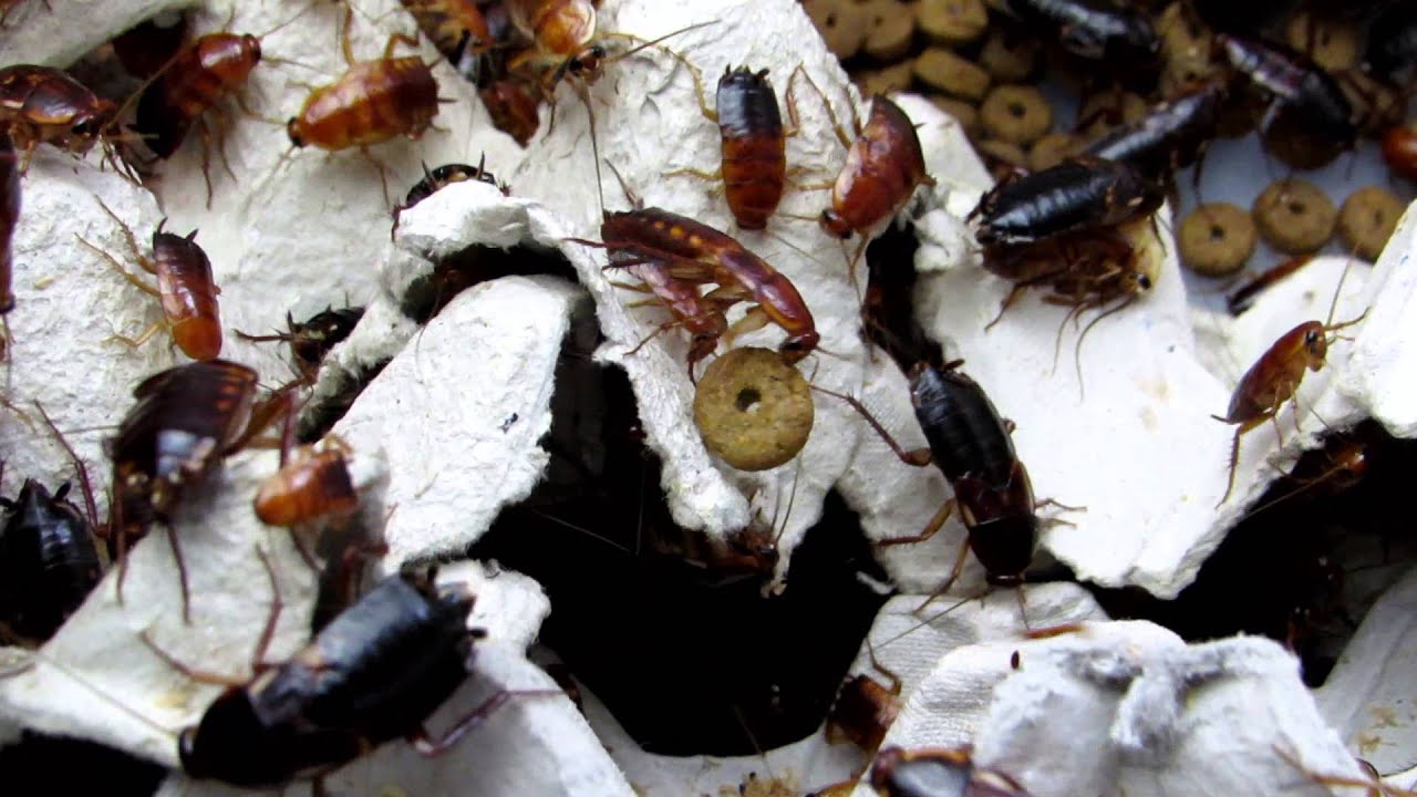 Turkestan cockroaches/Schokoschaben: Food frenzy/Futterrausch - YouTube