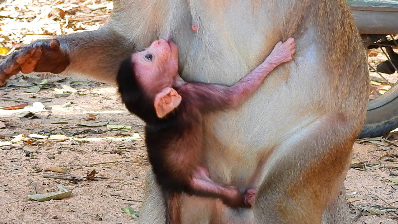 SO ADORABLE AUTUMN TRY HUG MILK GET MILK. - YouTube