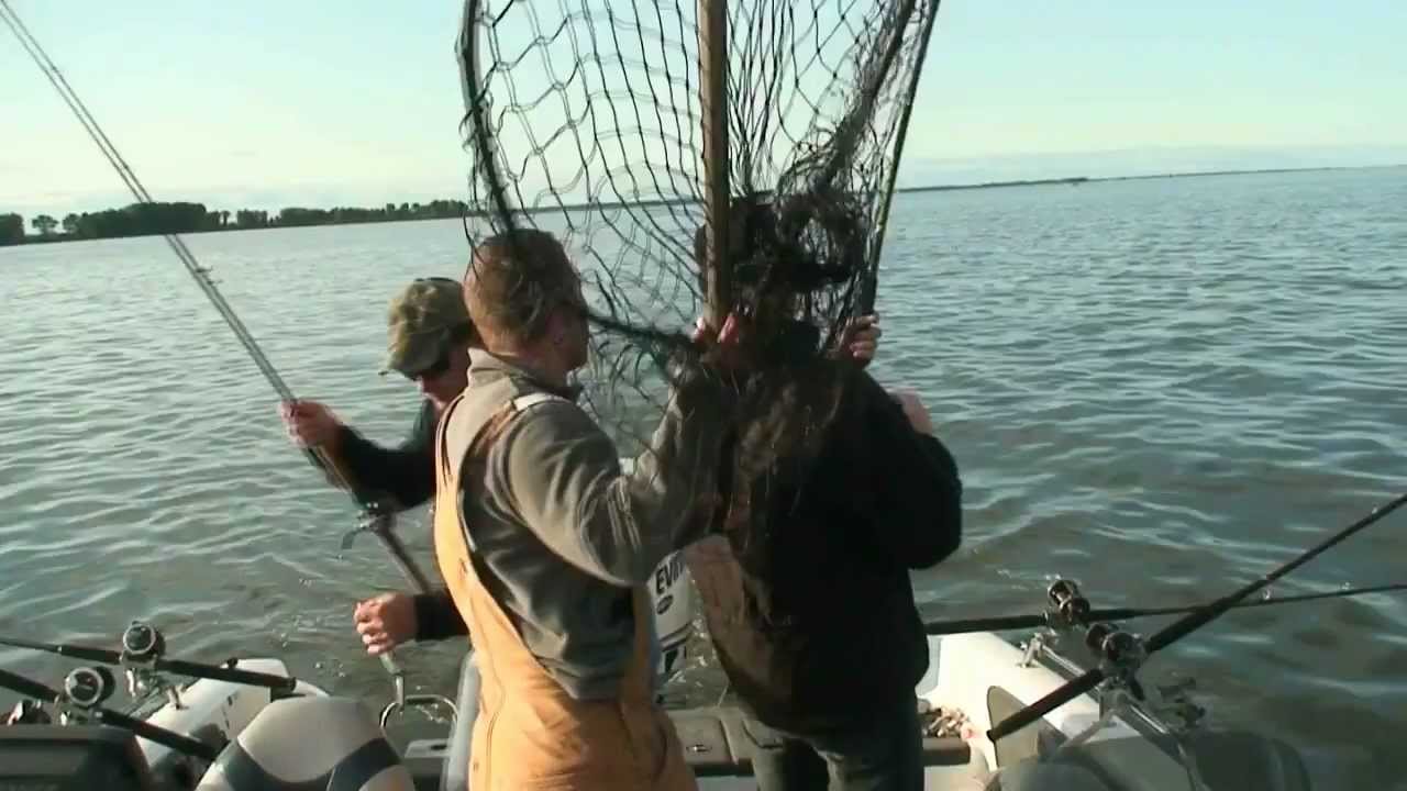 Fall Musky Trolling Bay Of Green Bay - YouTube