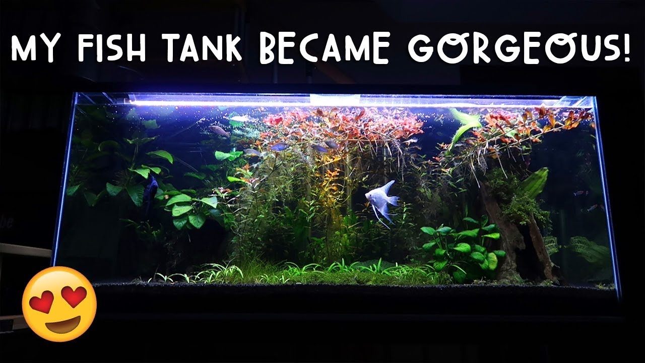 OMG! MY FISH TANK BECAME GORGEOUS! | Vlog #264 - YouTube