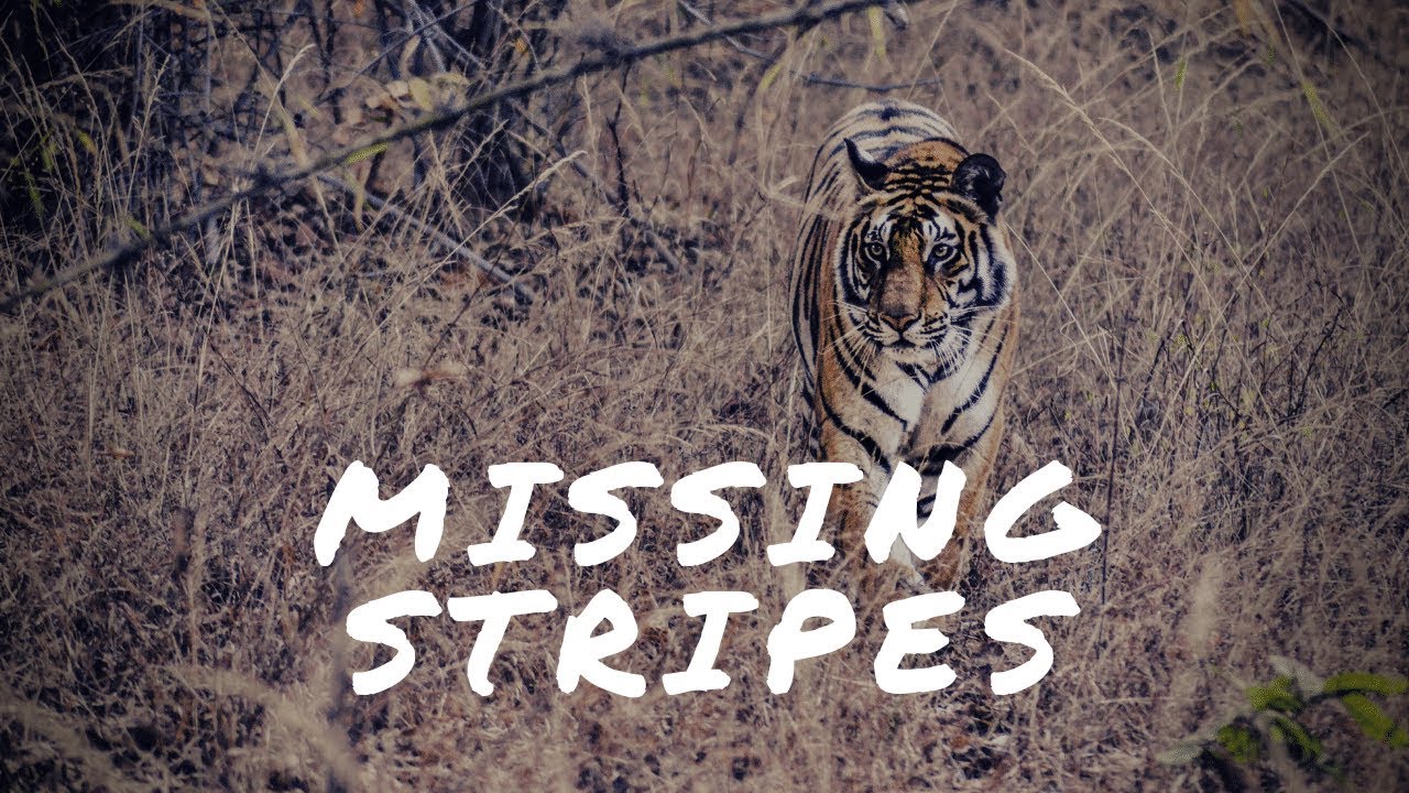 India Leads The World In Tiger Poaching | #DataBaaz - YouTube