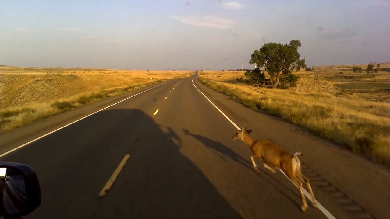 Hit Deer at 62 mph with semi - YouTube