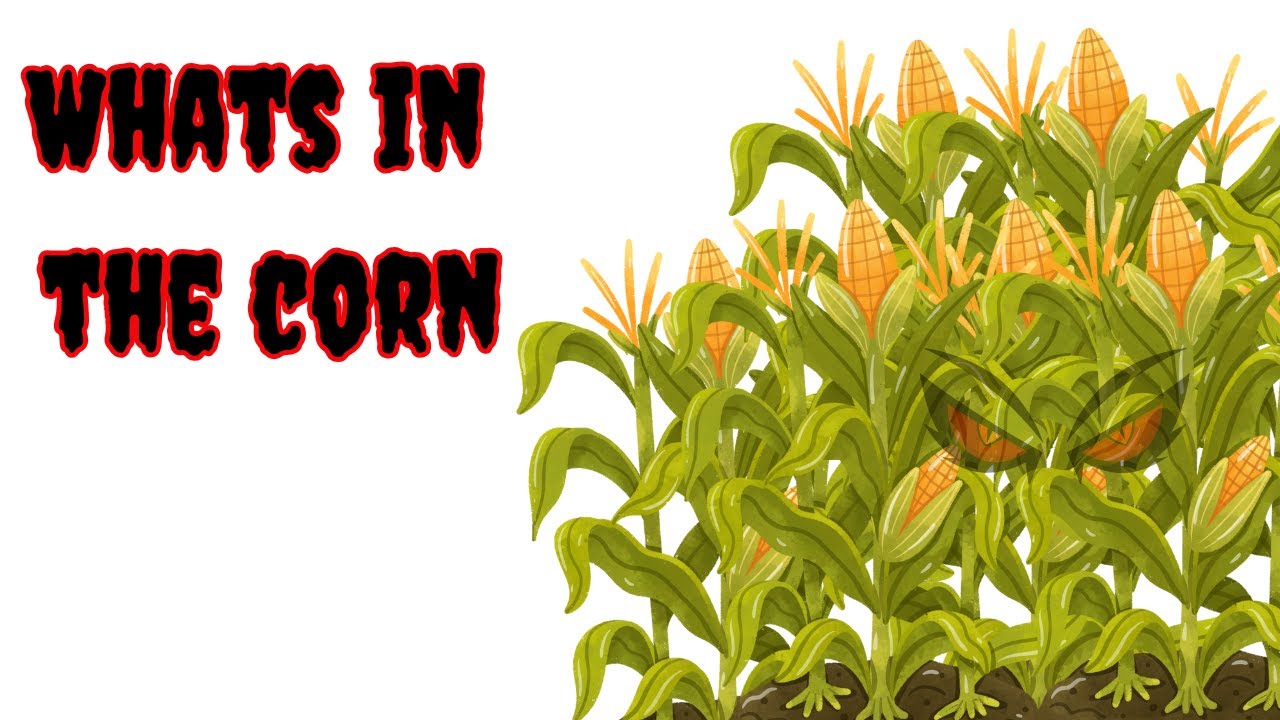 Whats hidden in the corn? - YouTube