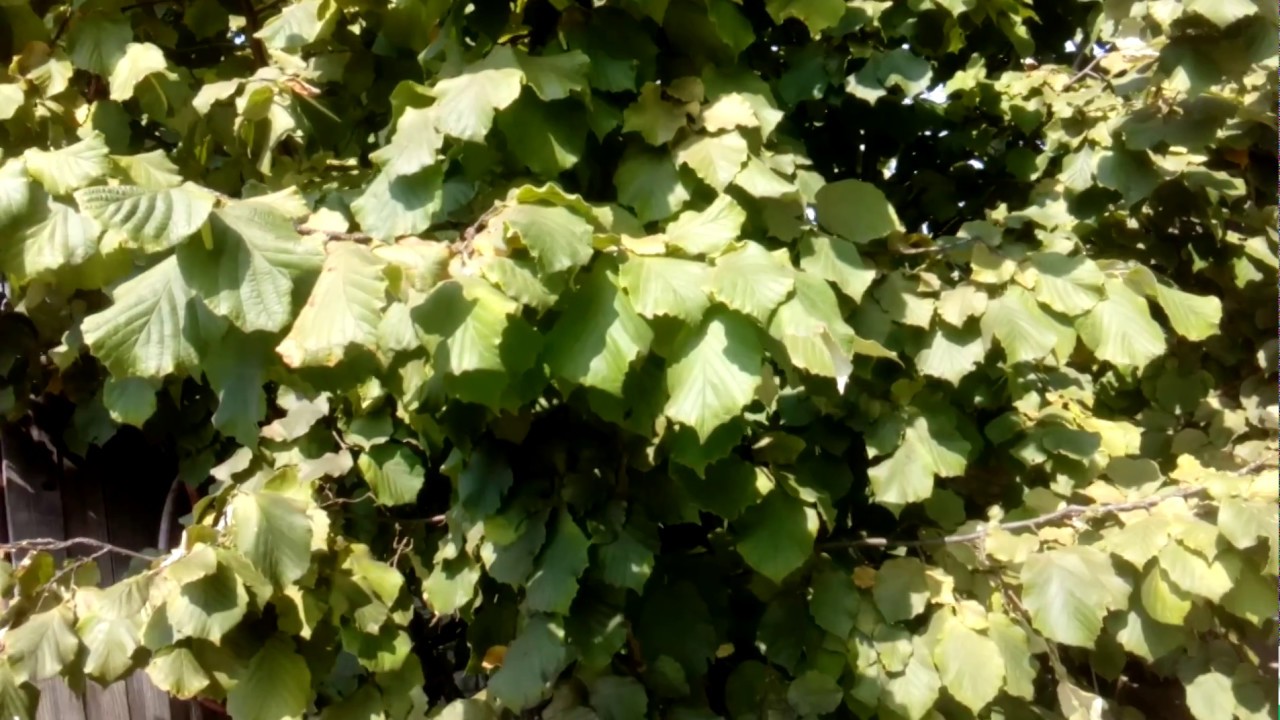 Alunul de cultura sau de padure - YouTube