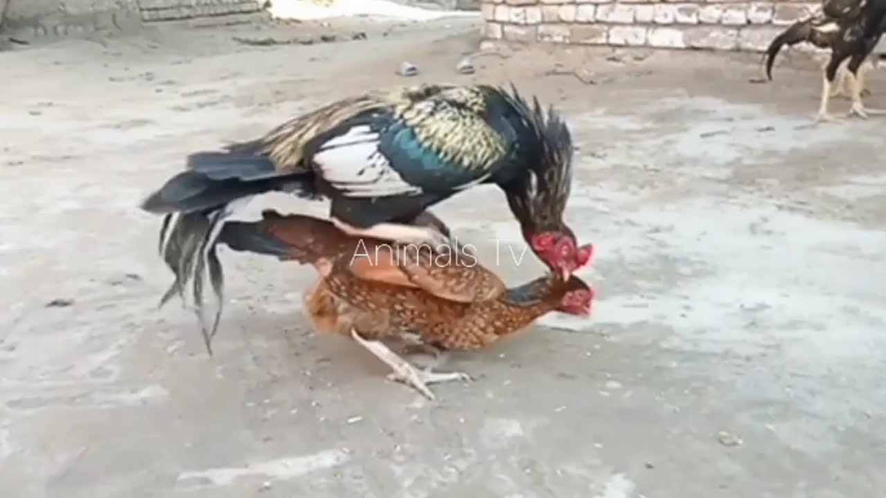 Rooster mating animation(@Animalstv110 ) - YouTube