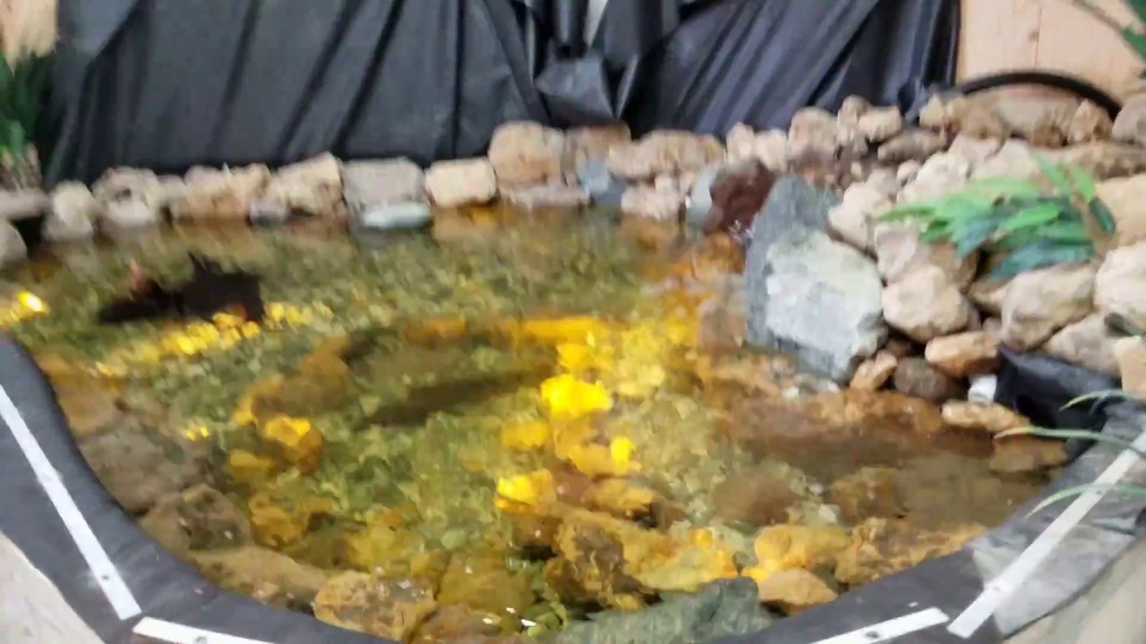 The Reptile Zoo Behind the Scenes Newly Expanded & Renovated - YouTube