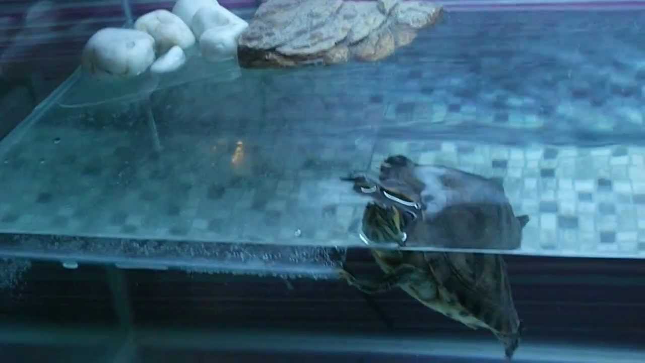 My turtle tank and how i care for my yellow bellied slider - YouTube