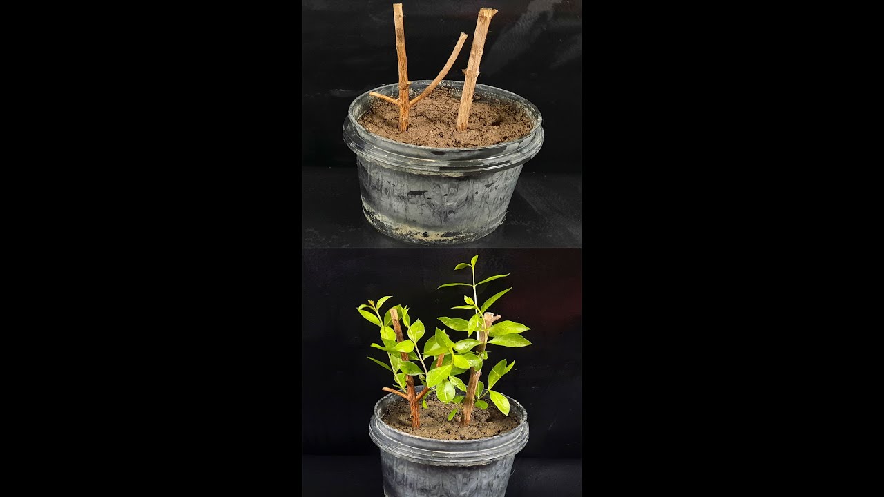 How To Grow Mehndi How To Grow Henna From Cuttings How To Grow how-to-grow-mehndi-how-to-grow-henna-from-cuttings-how-to-grow