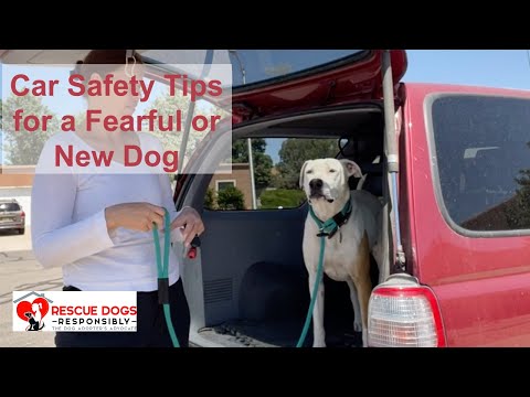 Car Safety Tips For a Fearful or New Dog