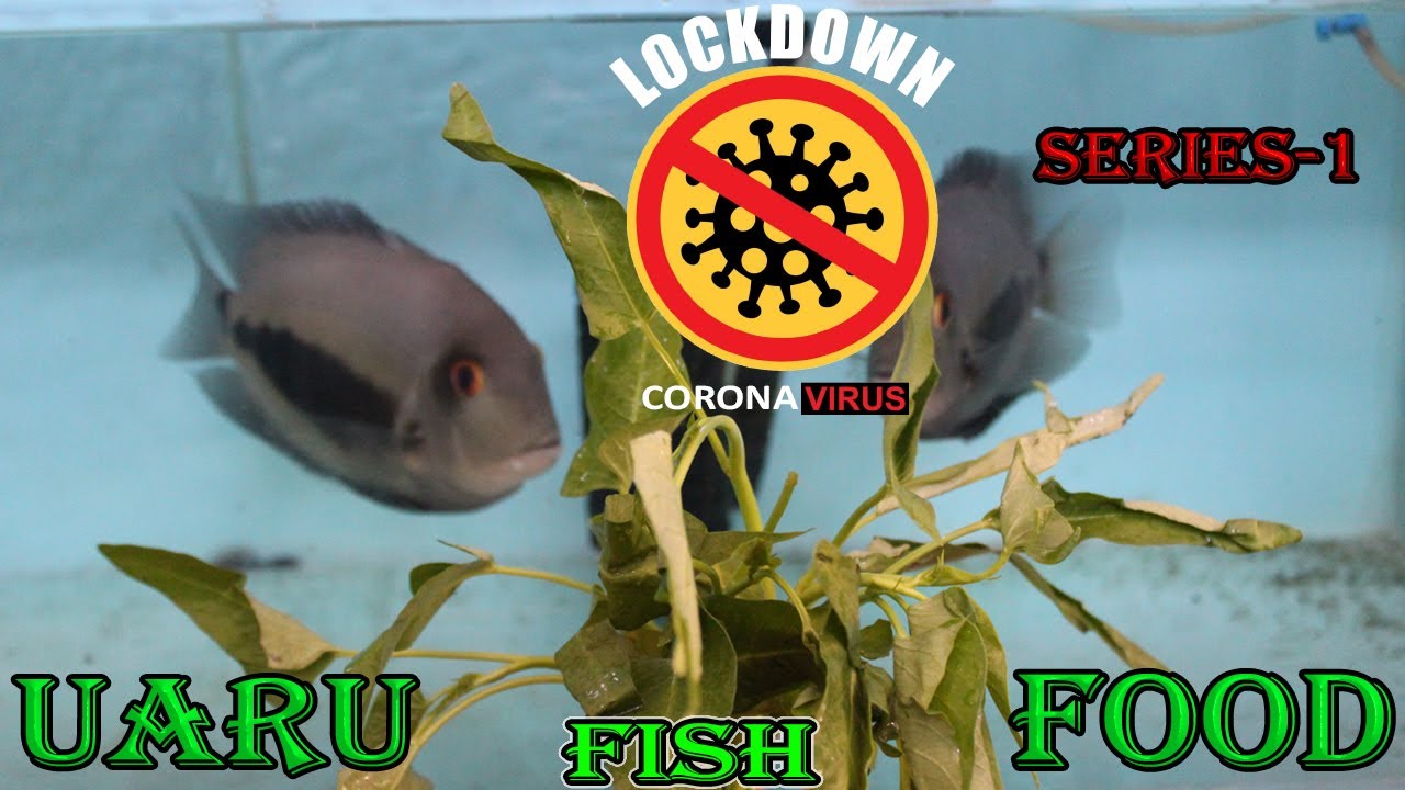 Corona Lockdown ! Uaru Fish Food.Series-1 - YouTube