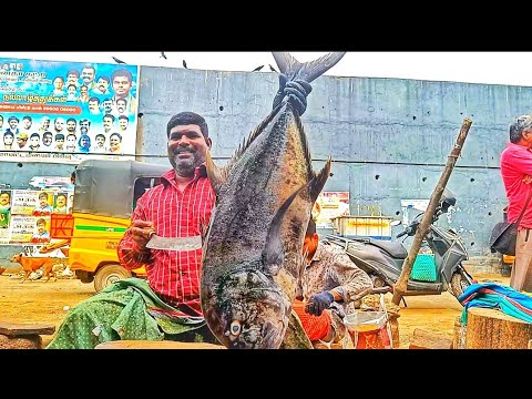 KASIMEDU MINNAL RAJA|| BIG SIZE TREVALLY PARAI FISH CUTTING||IN ...