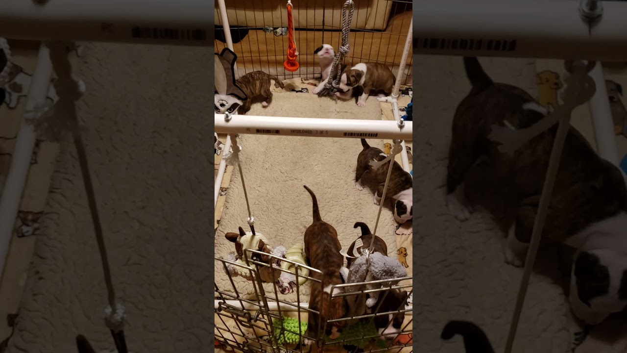 Dolly/Buddy Babies 2/10/2020 - YouTube