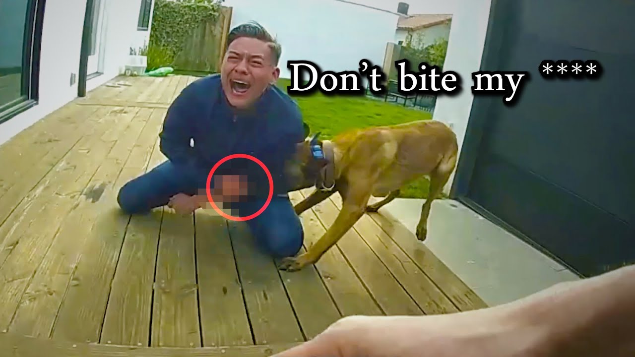 Why You Shouldn't Try To Run From Police Dogs - Part-2 - YouTube