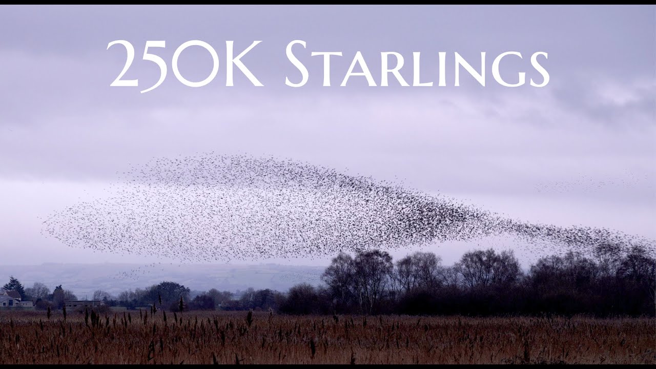Starlings Murmuration Ham Wall 4K - YouTube