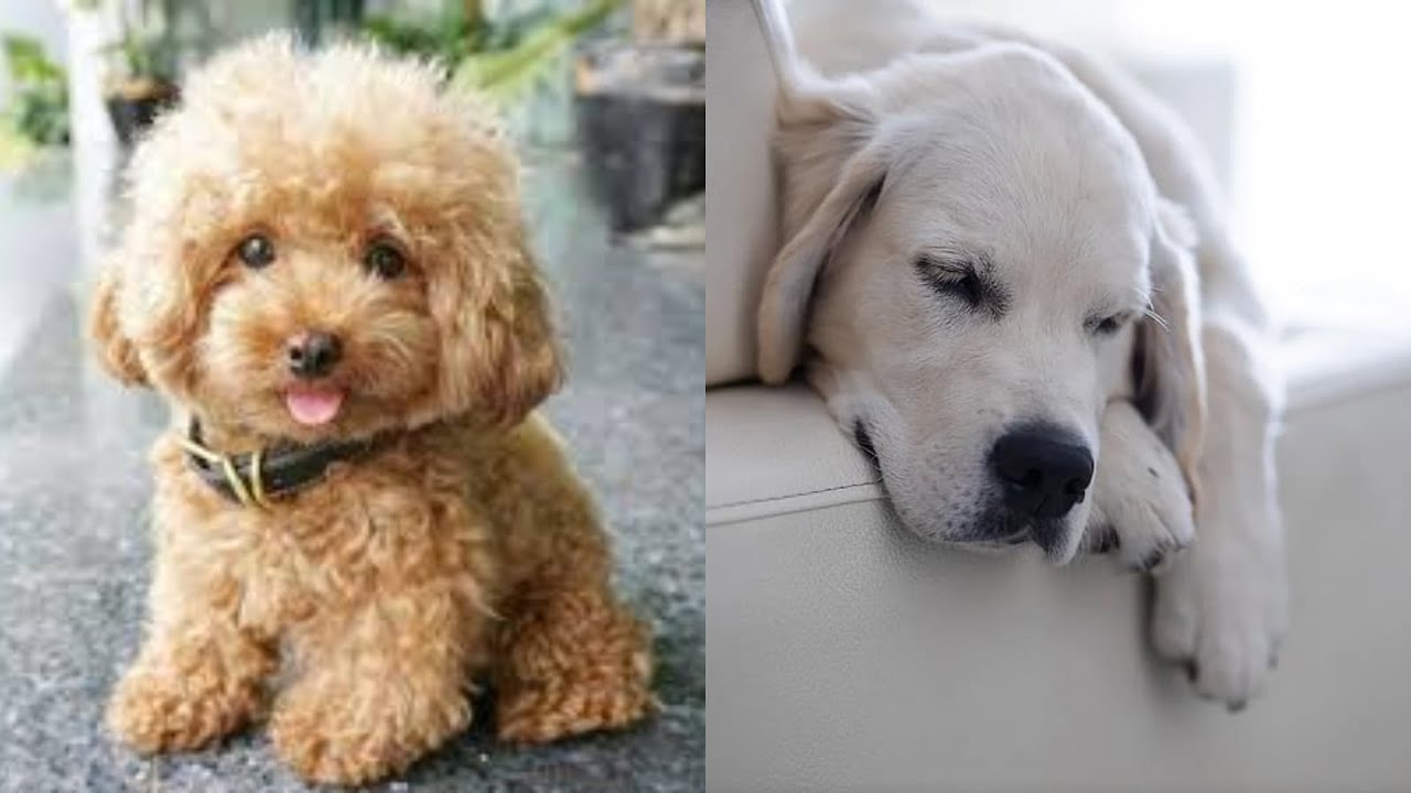 Cute Pets Doing Funny Things Compilation #1 - Adorable Pets - YouTube