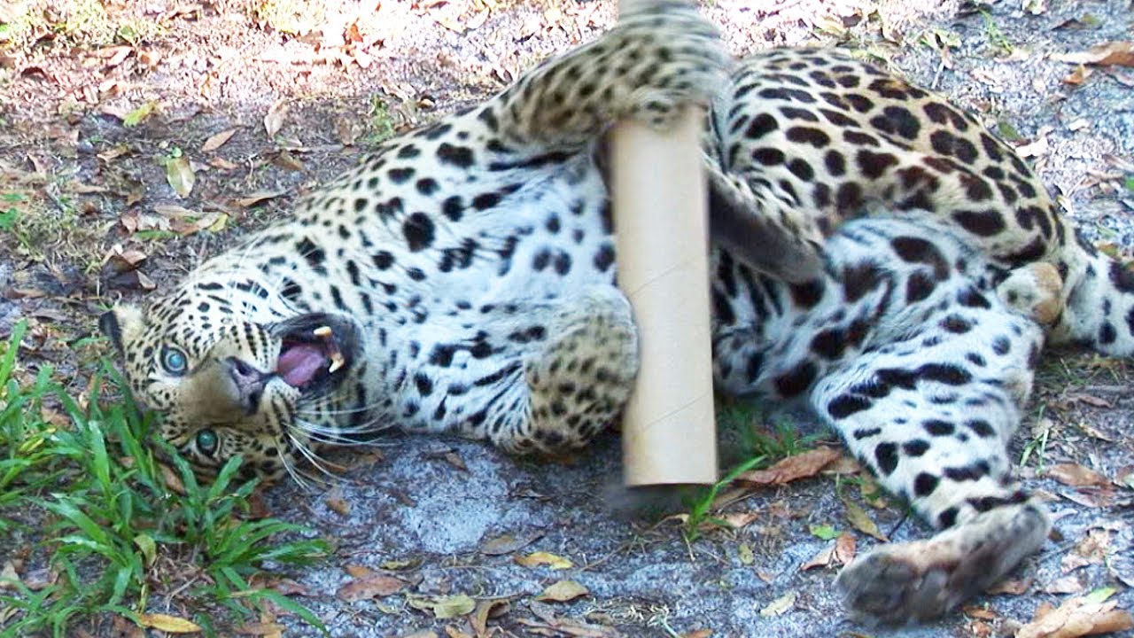 Leopard Loves Mens Body Spray! - YouTube