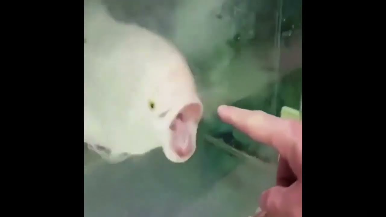 Screaming fish aughhhhhhh - YouTube