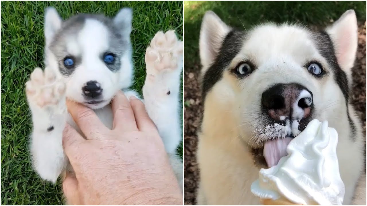 The Funniest and Cutest Husky Compilation | Funny Pet Videos - YouTube