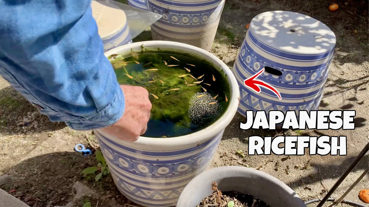 Our Japanese Medaka Ricefish Update in Japan! - YouTube