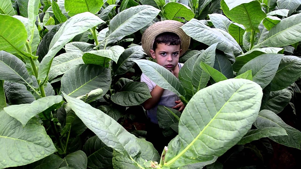 Tabaco y campo cubano. Cuban countryside . Pinar del Rio. Viñales. Cuba ...