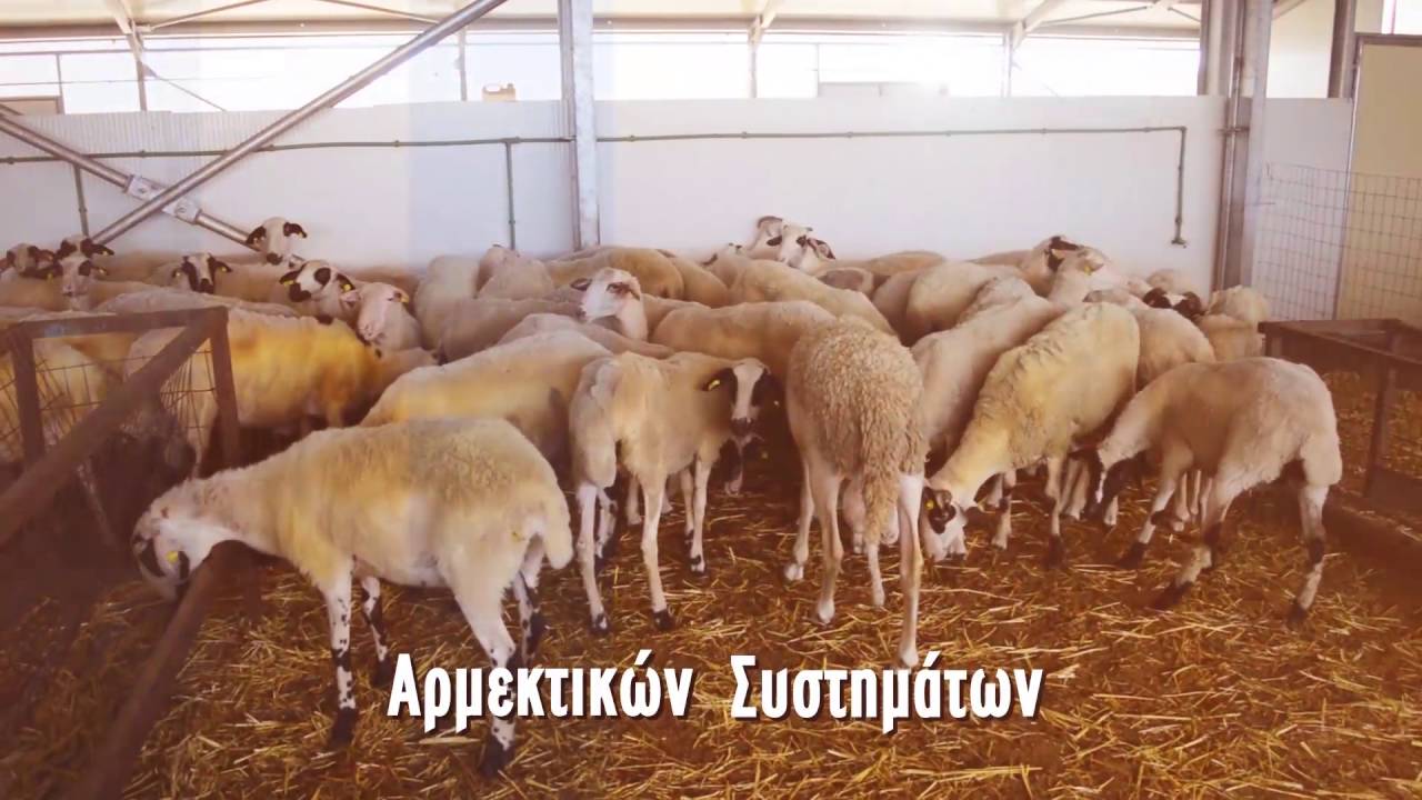 Αρμεκτικά Συστήματα Προβάτων και Αιγών! - YouTube