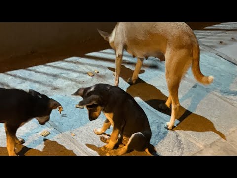 Feeding Street Animals | TRUPTI RAJPUT FOUNDATION #trending #viral # ...