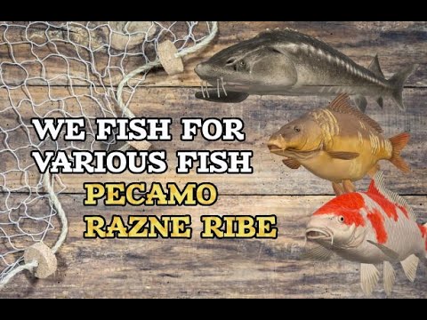 Russian Fishing 4 🐬 PECAMO RAZNE RIBE | WE FISH FOR VARIOUS FISH | 🐬 ...