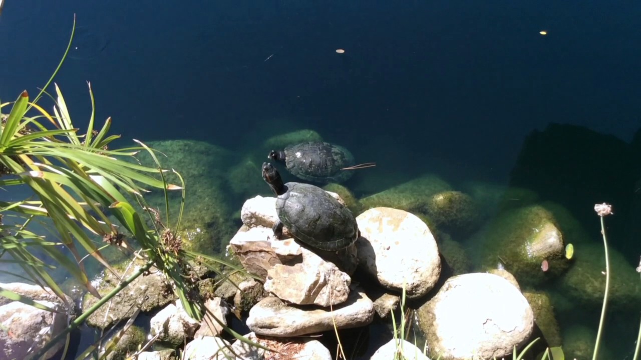 Turtle Christmas Party - YouTube