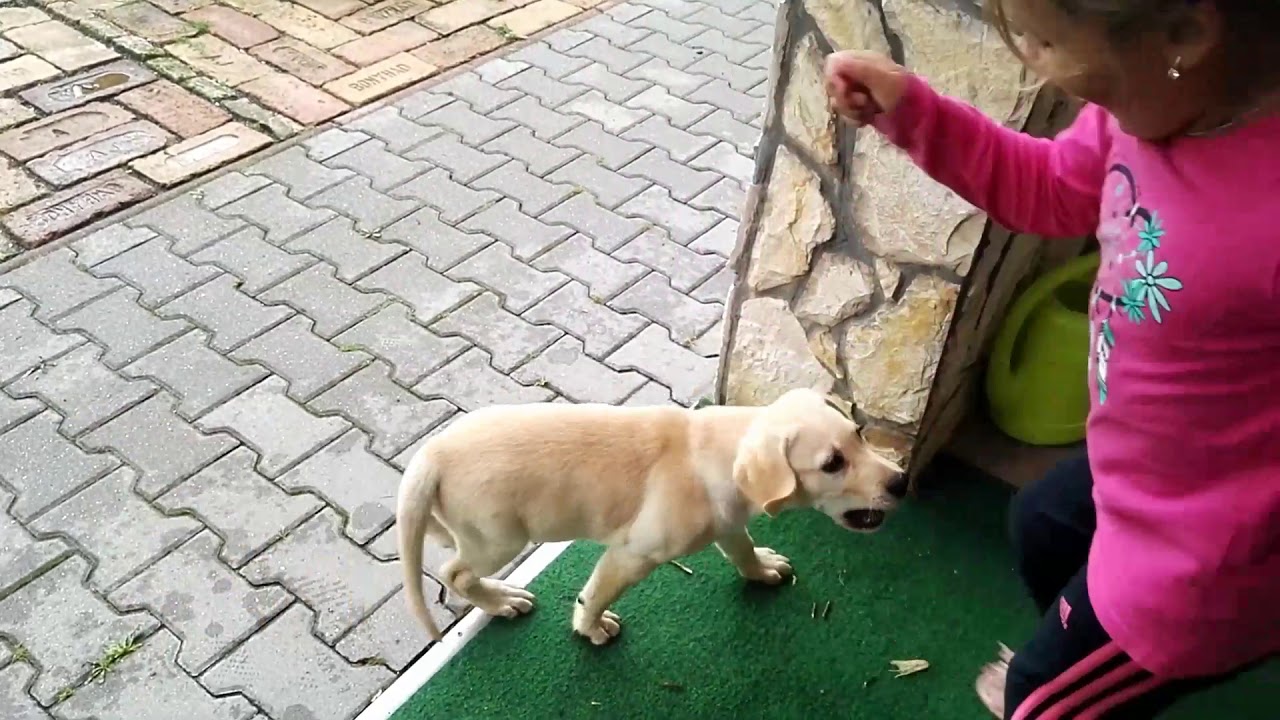 Labrador kolyok - YouTube