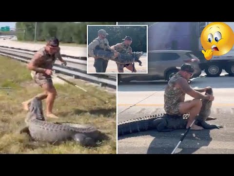 Watch Barefoot Alligator Wrangler traps 8ft gator On I 95 in Florida 😦 ...