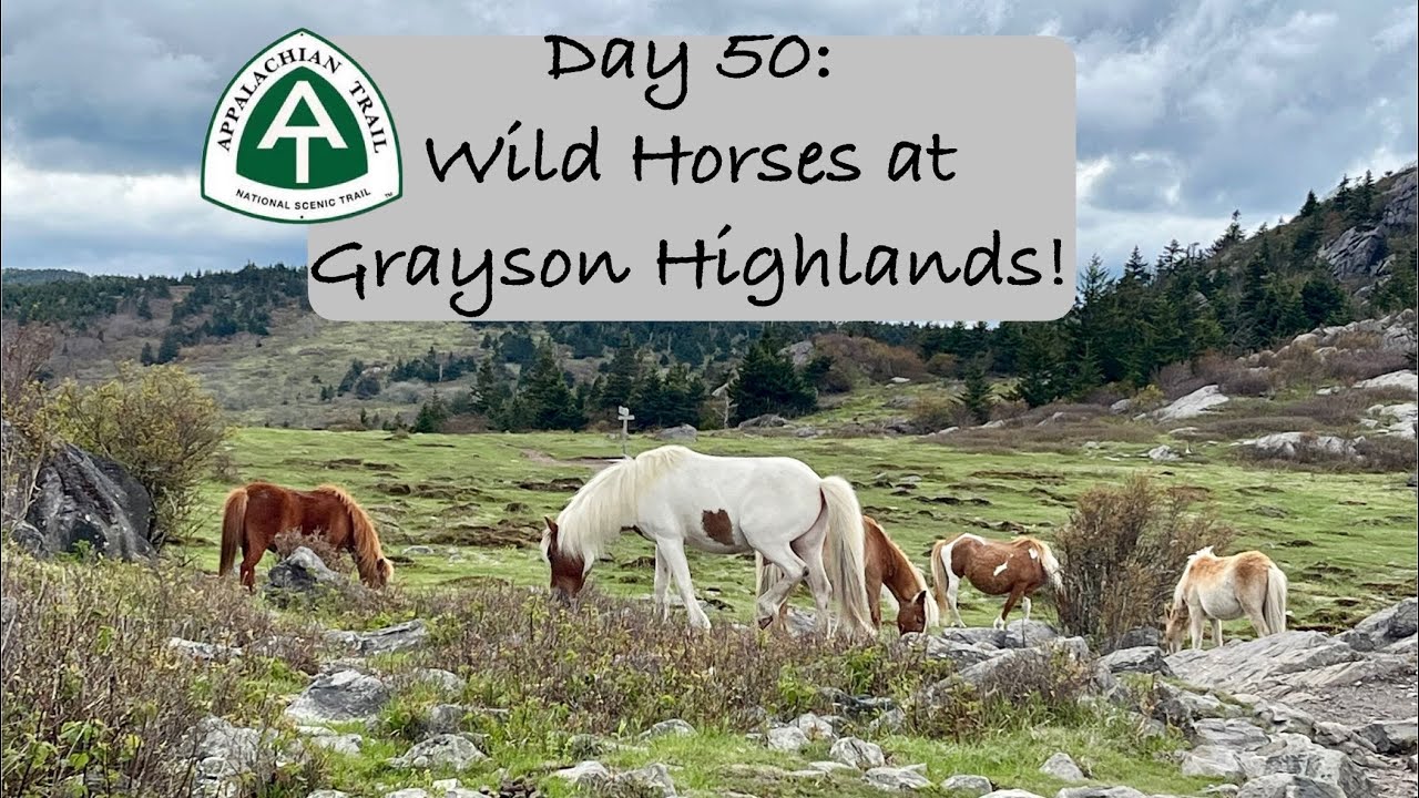 Day 50: Wild Horses at Grayson Highlands! | Appalachian Trail Thru Hike ...