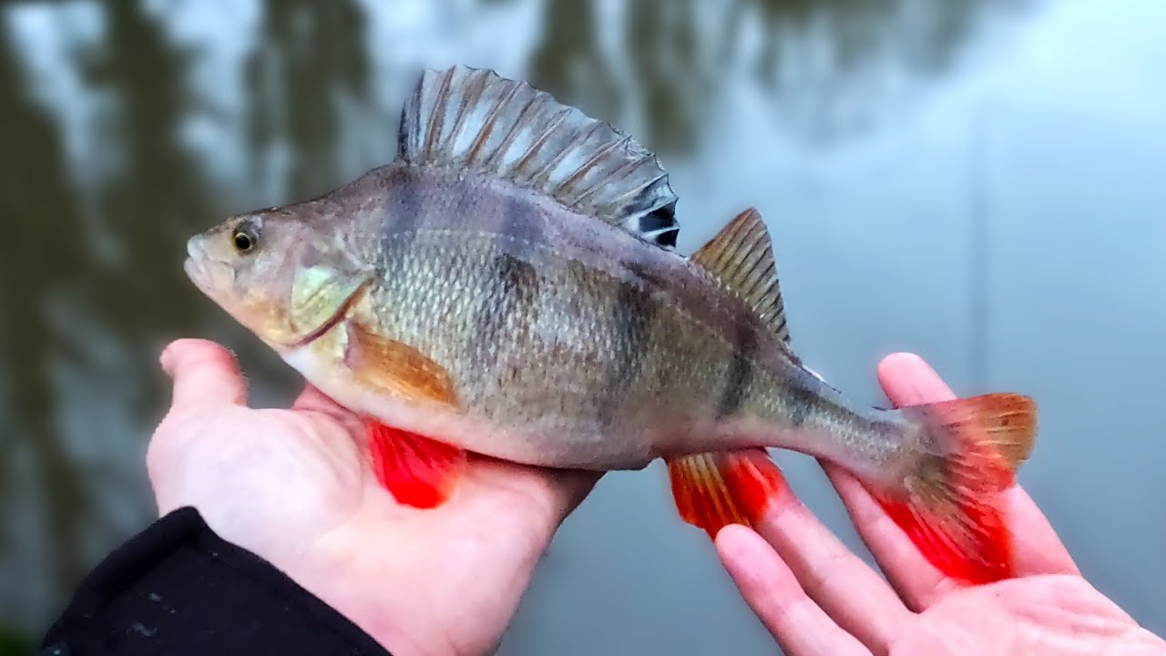 Murky Canal and 1 Perch Story - YouTube