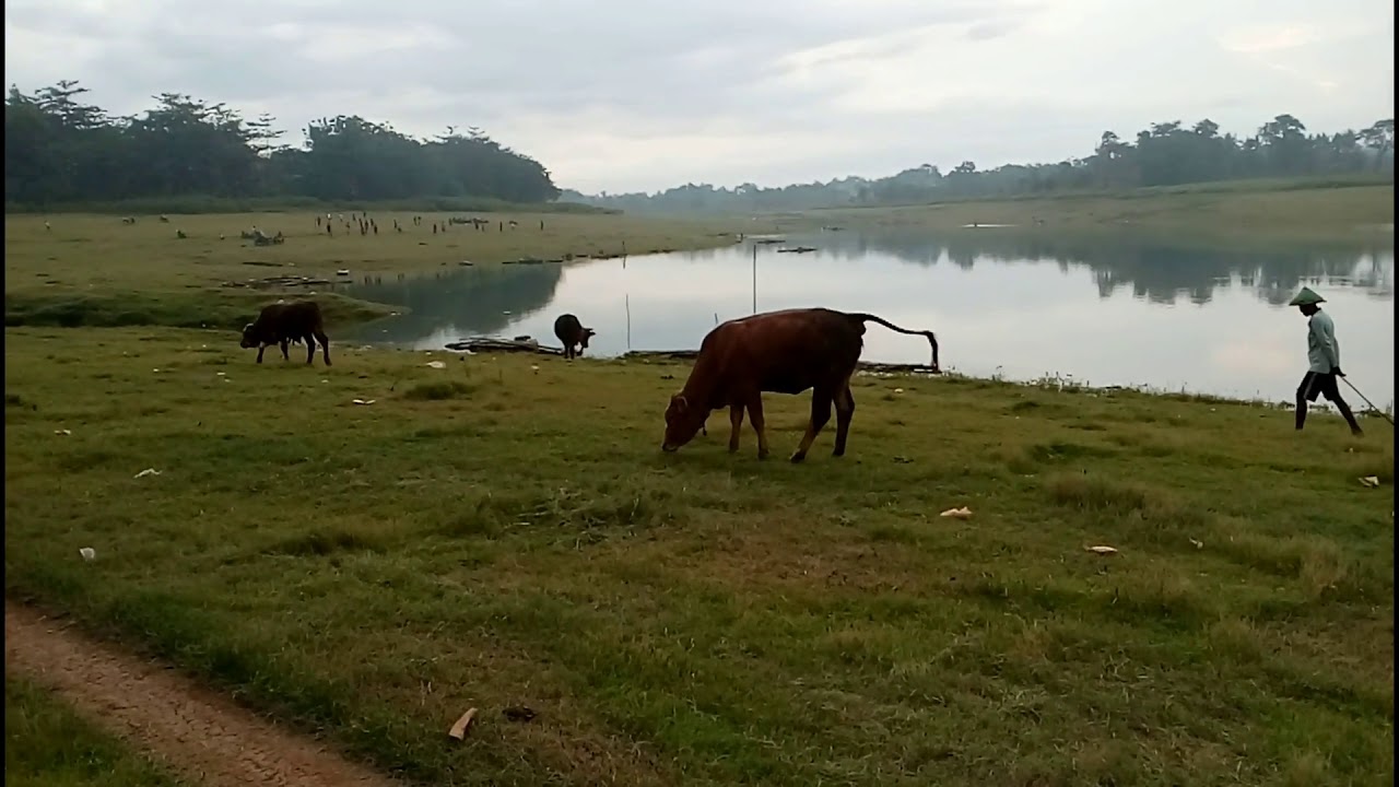 SAPI DI PADANG RUMPUT DENGAN VIEW WADUK DAN PEGUNUNGAN YANG MENAWAN ...