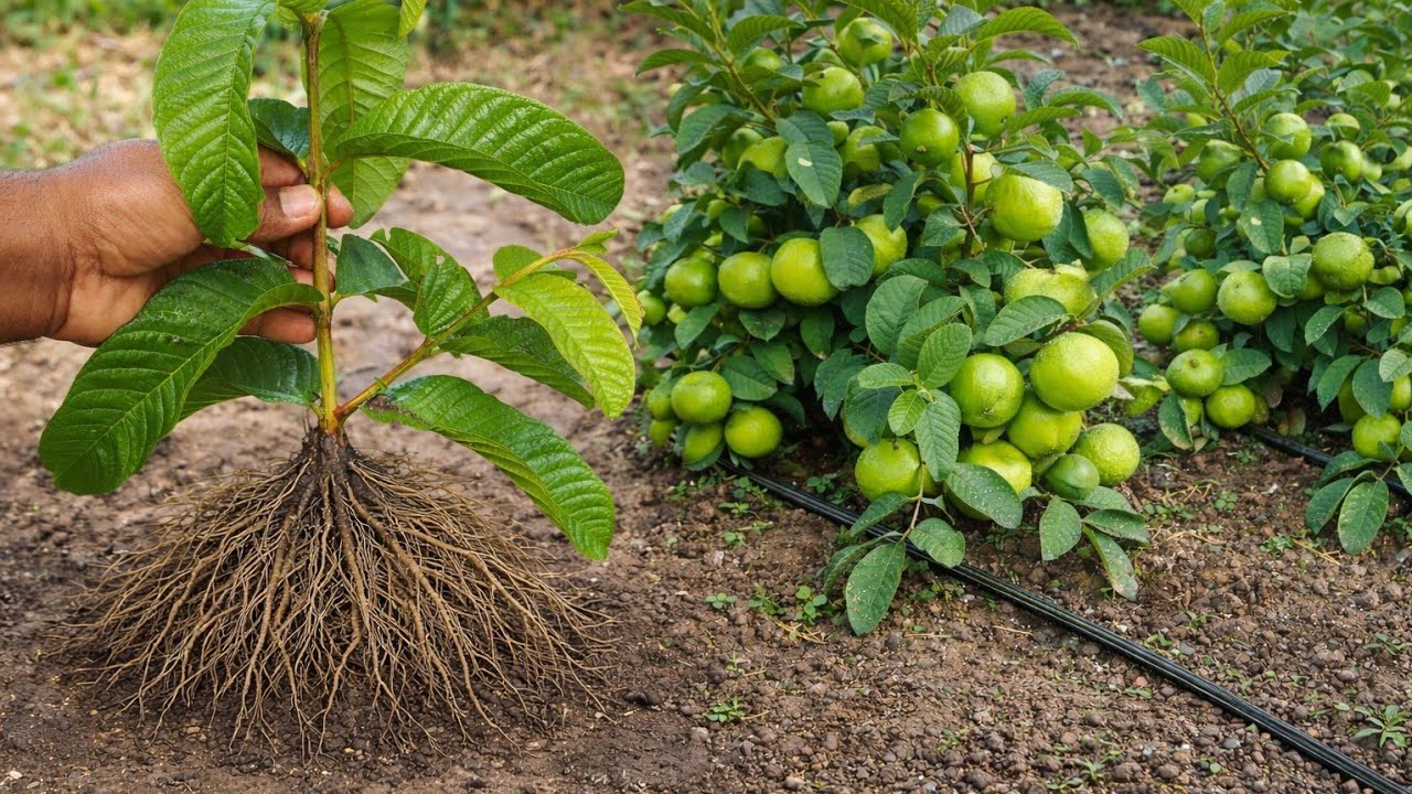 How To Grow Guava Tree Small Cutting with Leaf (100% Success) - YouTube