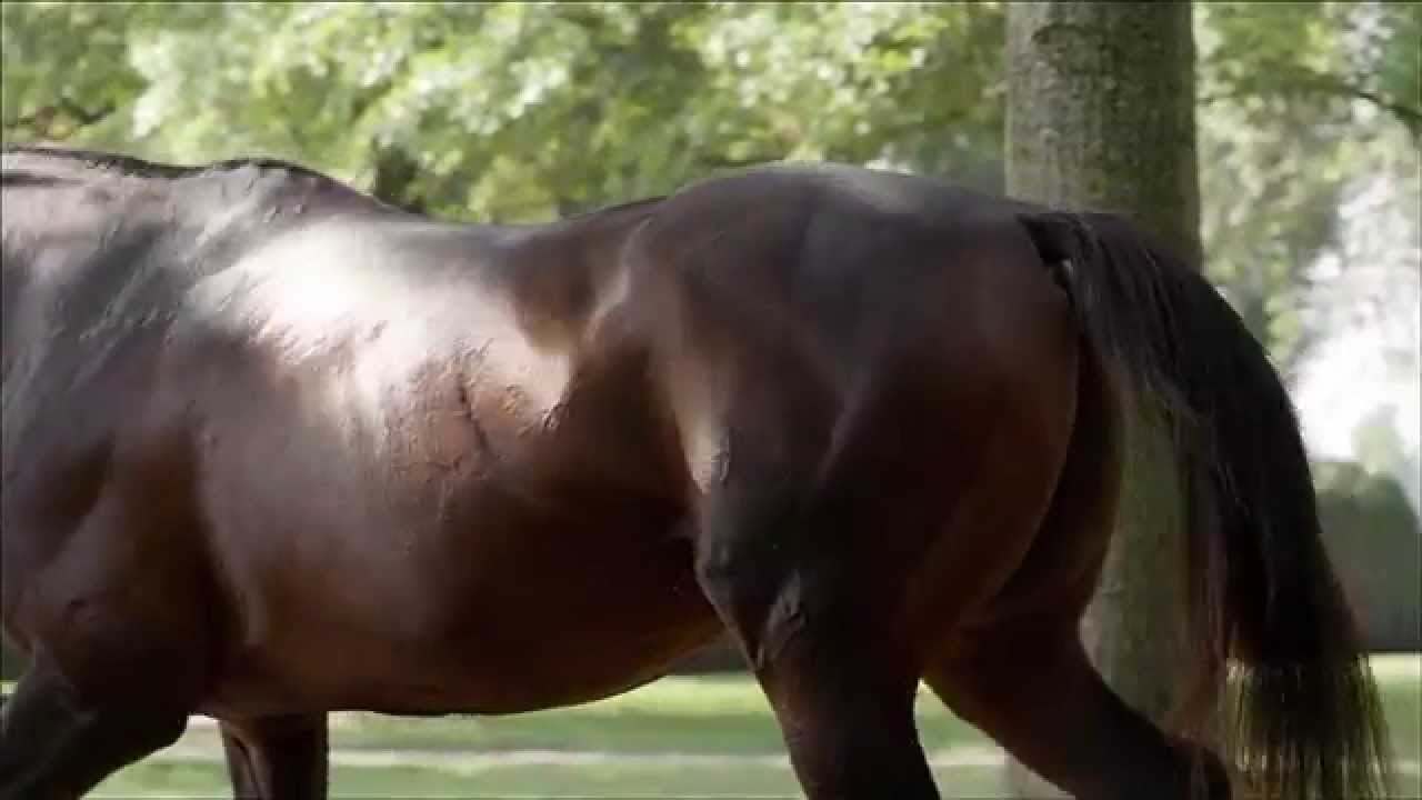Pleasantly Perfect - Lanes End Stallion - YouTube