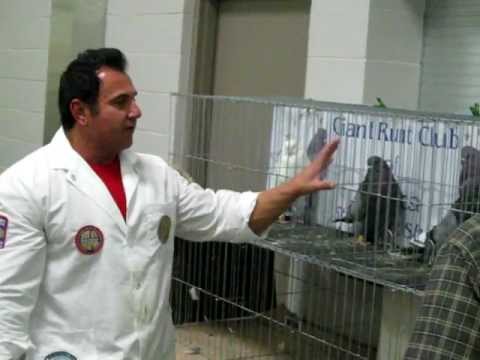 Giant Runt Club of America 6th district - YouTube