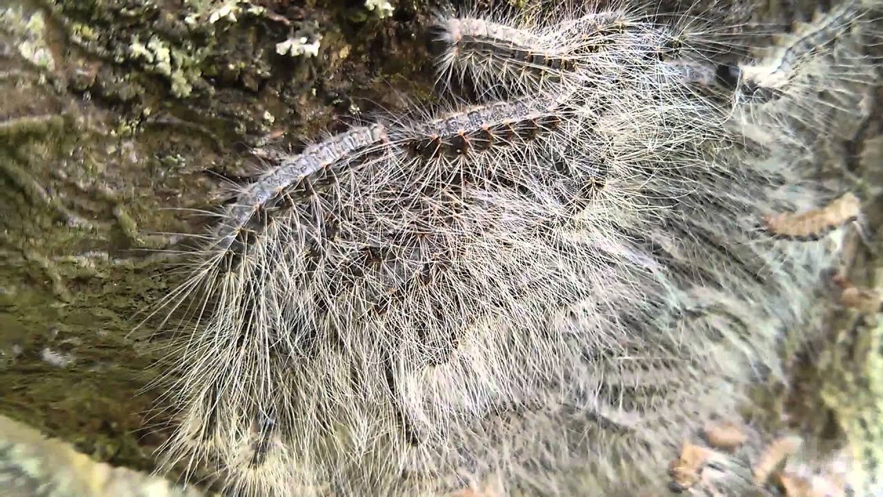 Oak Processionary Moth Caterpillars - YouTube