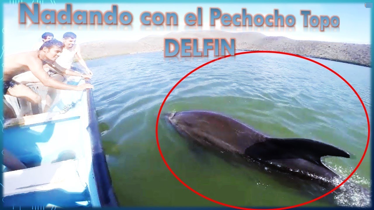 Go Pro:TOPOLOBAMPO visitando al DELFIN Pechocho y mas aventura - YouTube