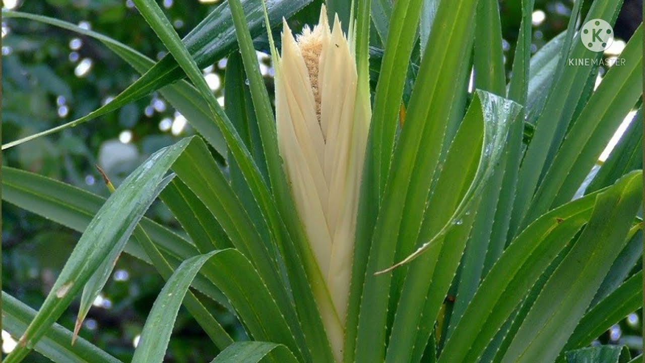 The kewda (pandanus odoratissimus) - YouTube