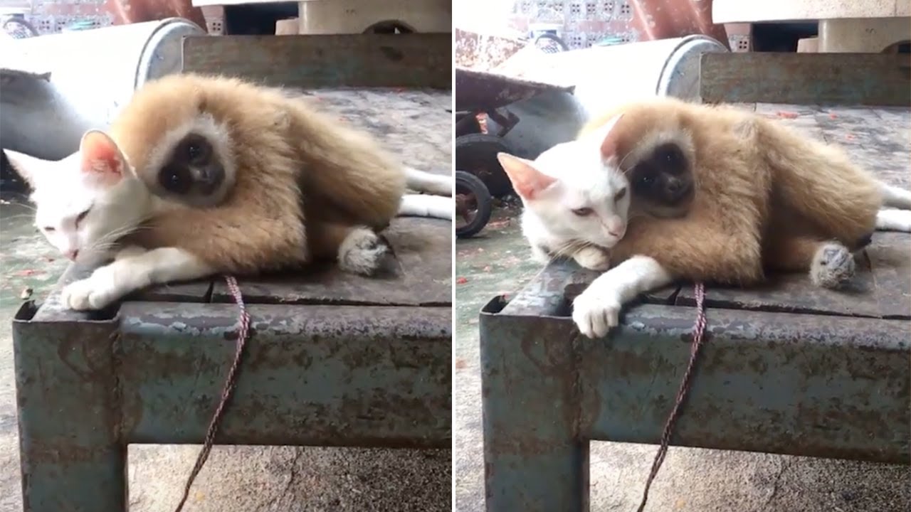 Gibbon Hugs Cat To Keep Warm - YouTube