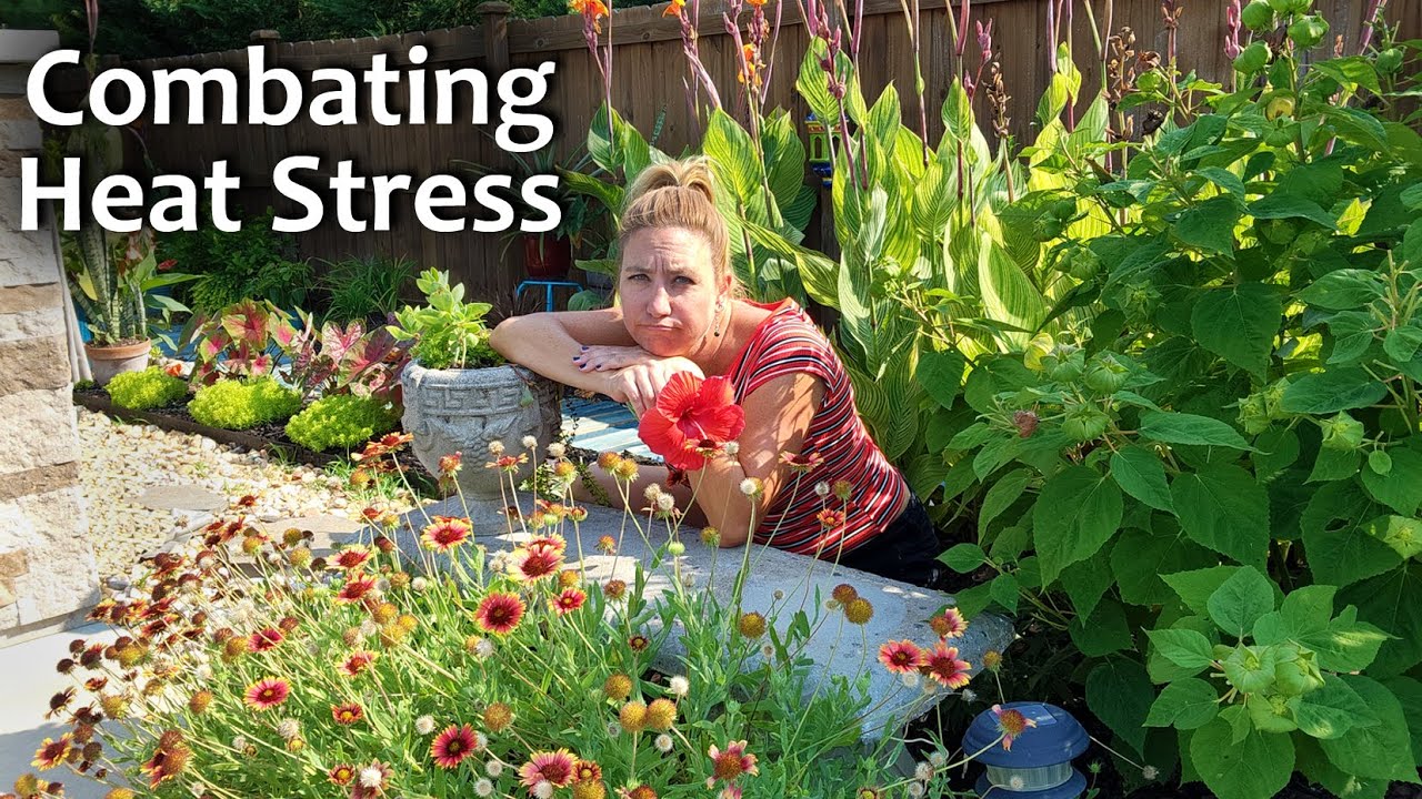 What HEAT STRESS looks like for our plants & what we can do about it ...