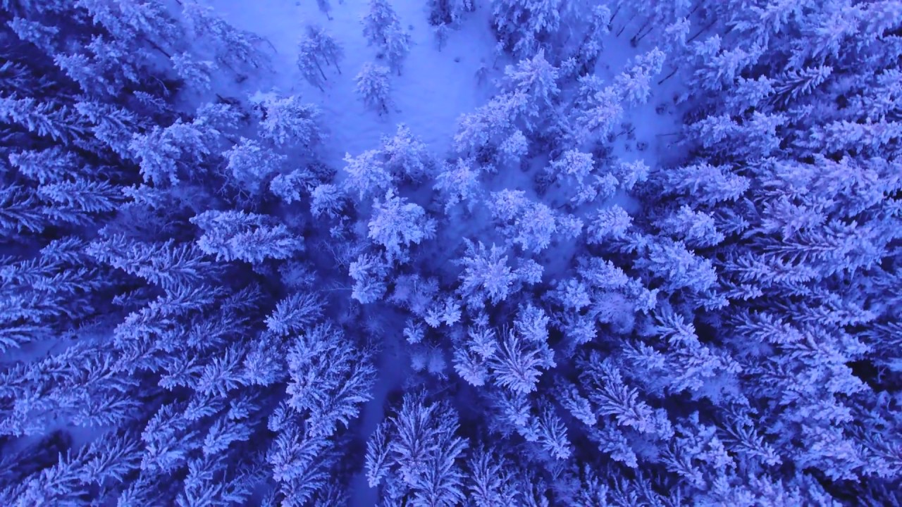 Snowy Trees Above Winter Landscape Forest Aerial No Copyright Video ...