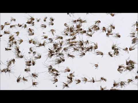 Sivrisinek kovucu ve öldürücü ses (Mosquito repellent and killer sound)