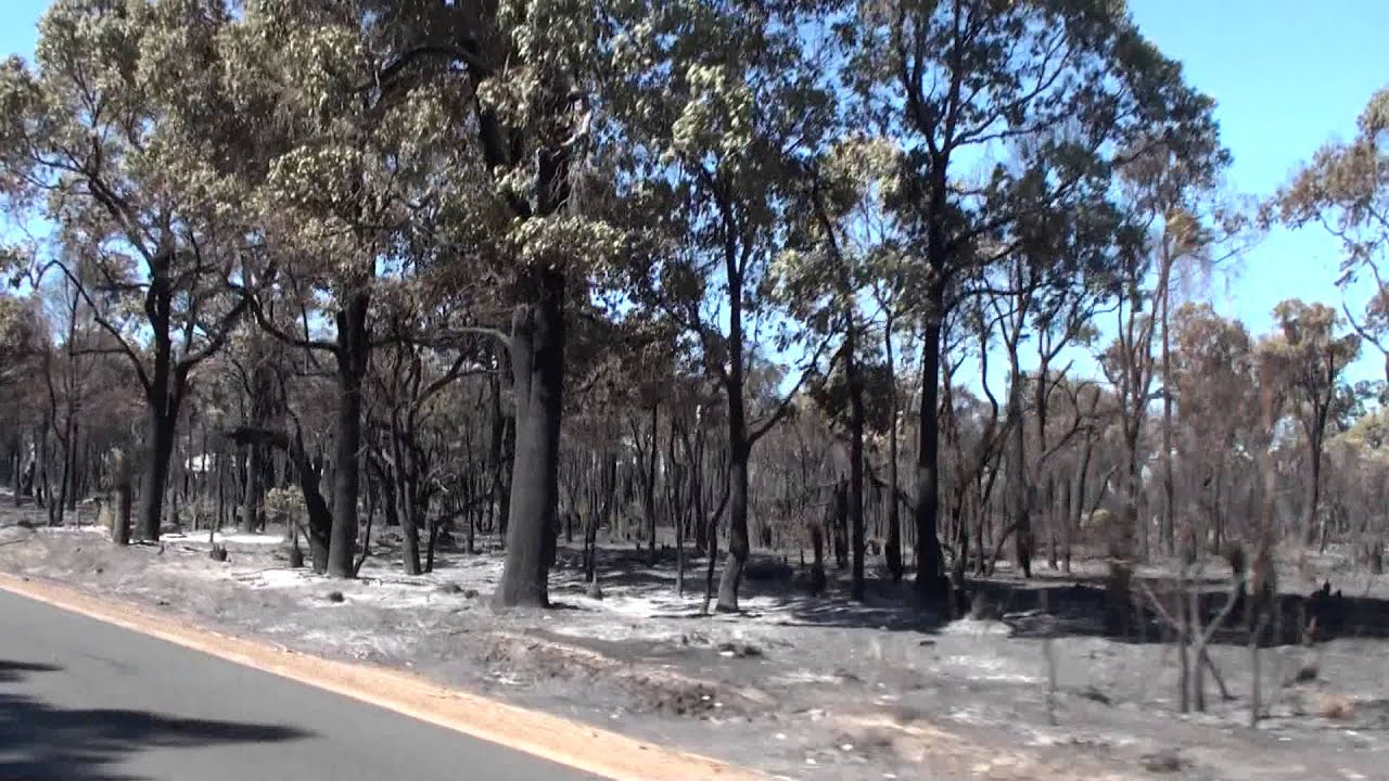 Ambergate Reserve bush fire aftermath January 2013 - Queen Elizabeth ...