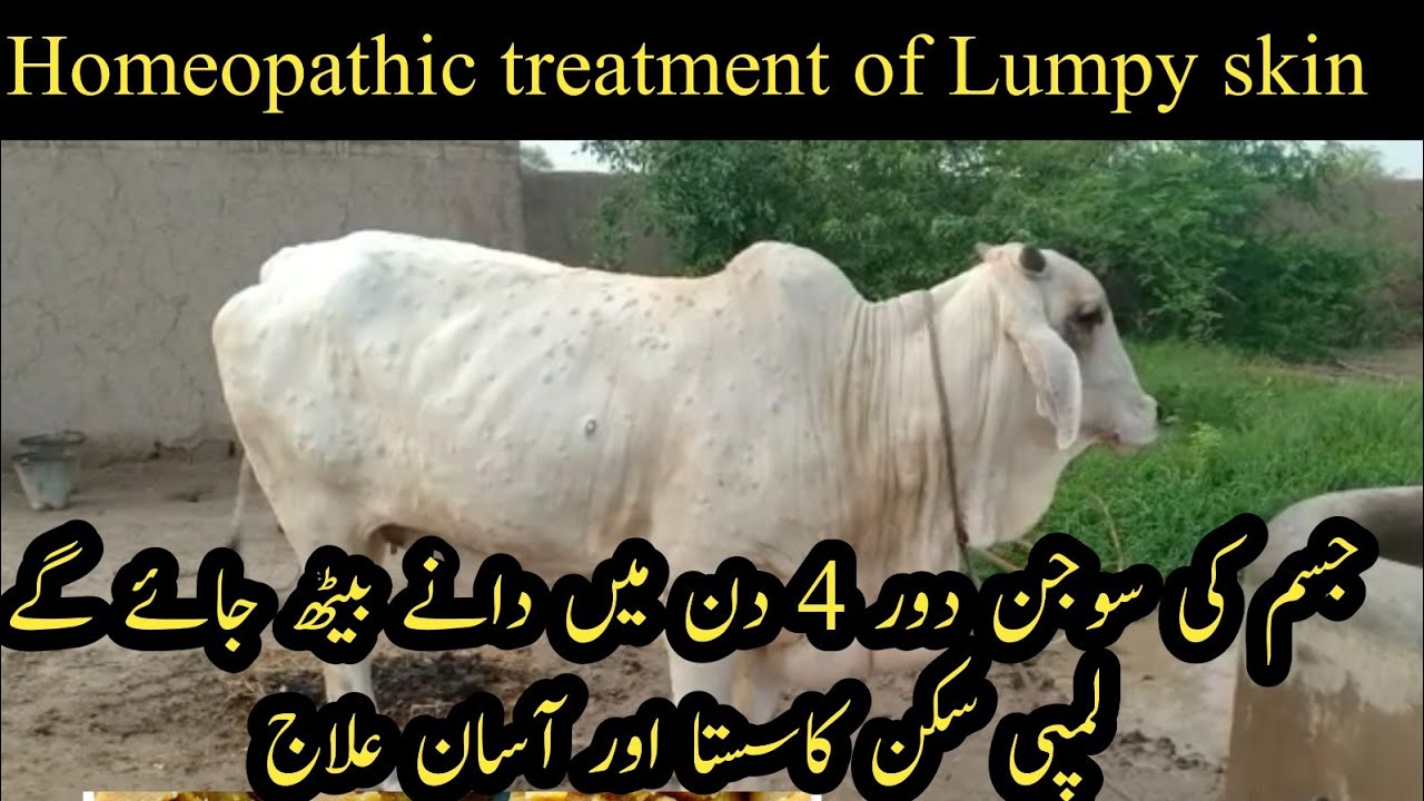 Homeopathic treatment of Lumpy skin disease II Cheep and quick ...