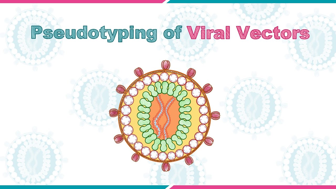 Pseudotyping of Viral Vectors - YouTube
