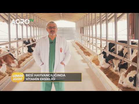 Besi hayvancılığında vitamin mineral eksikliği.