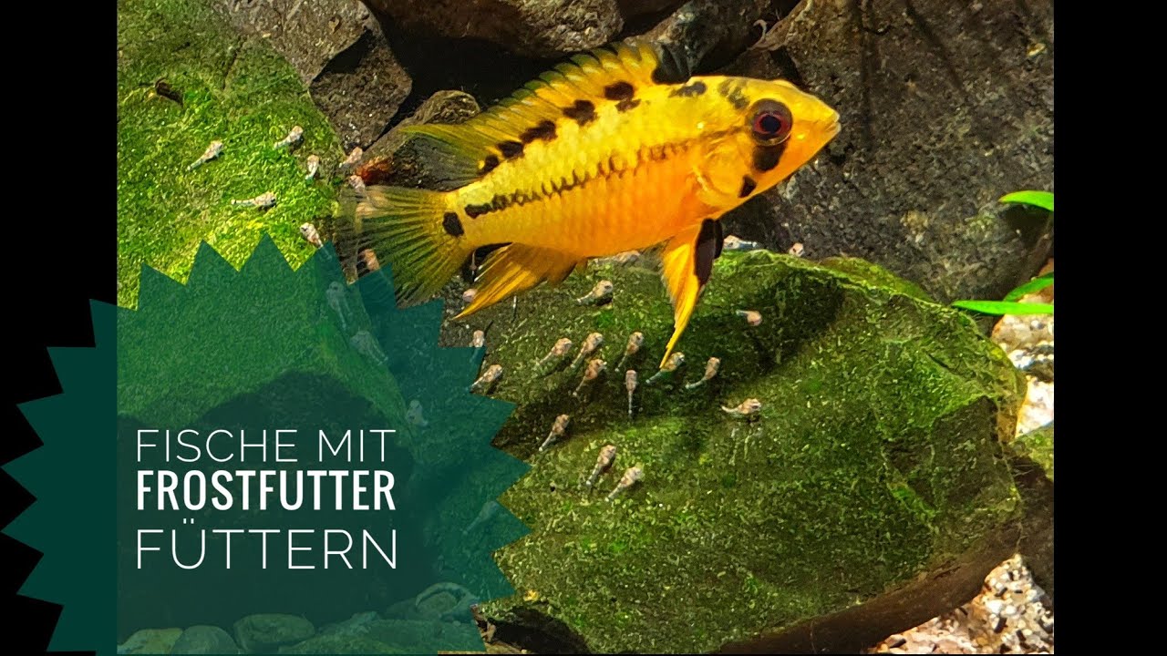 Fische mit Frostfutter füttern - YouTube